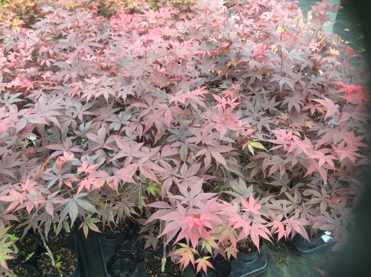 Acer palmatum Bloodgood– 14 cm pot Japanese Maple tree deep red-purple ...