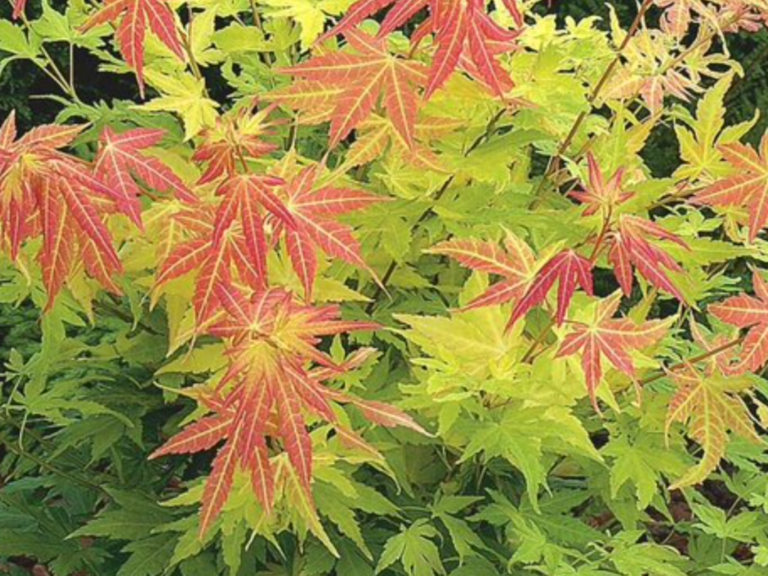 Acer palmatum 'Orange Dream' Tree new foliage with a dark orange edge ...