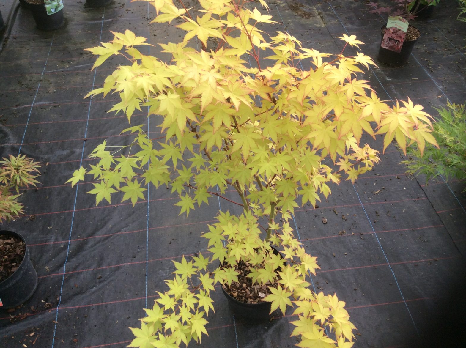 Acer Japanese Maple 'SUMMER GOLD garden Tree 3LT bright yellow leaves ...