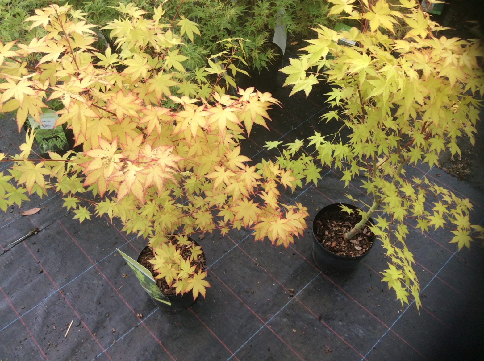 Acer Japanese Maple 'SUMMER GOLD garden Tree 3LT bright yellow leaves ...