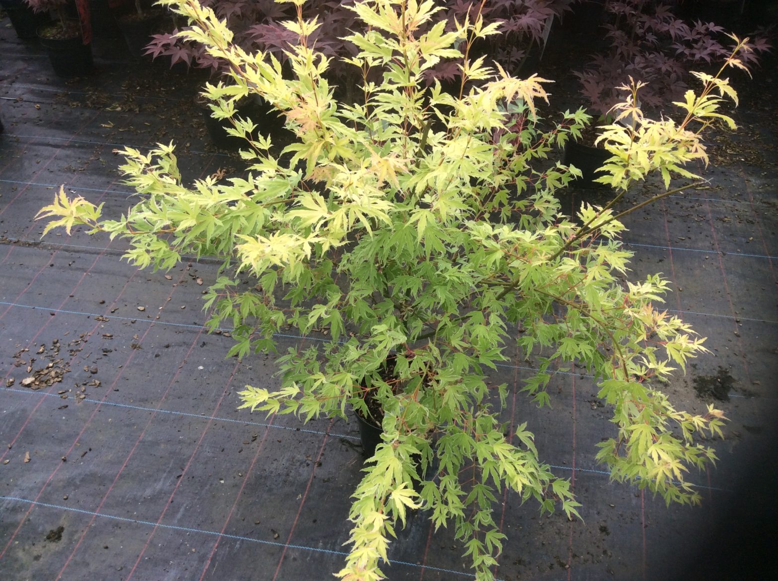 Acer Palmatum Metamorphosa stunning colours - Broadway Road Nurseries