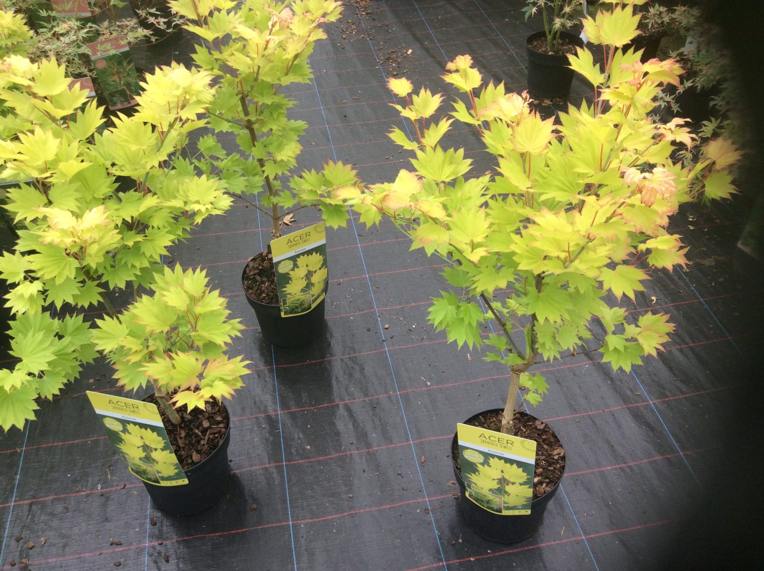 Acer Maple Jordan' a Dwarf garden Tree 3LT bright yellow leaves HT 80 ...