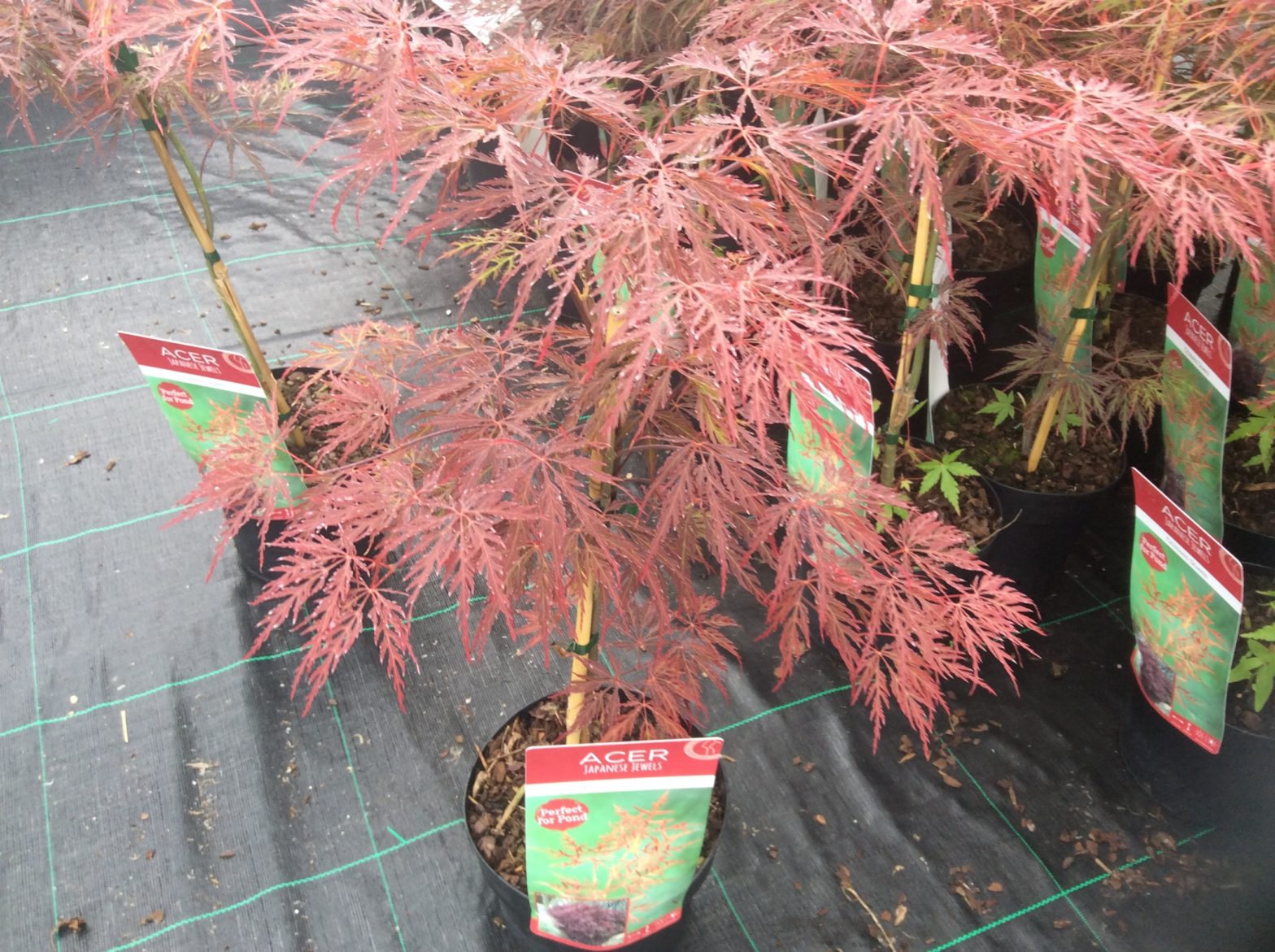 Acer Crimson Queen lacy foliage that emerges burgundy 3lt Pot ...