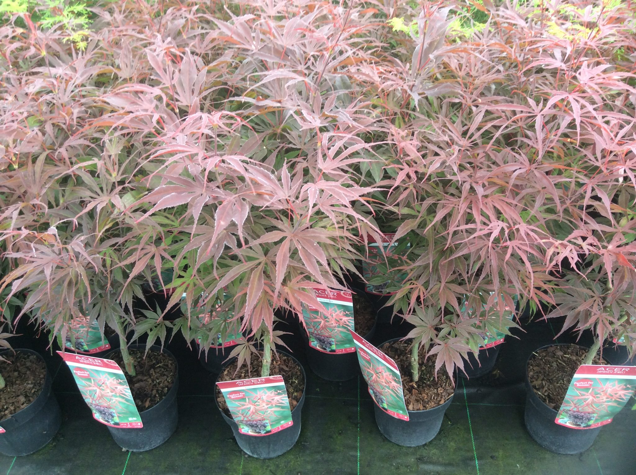 Acer palmatum 'Peve Dave'19cm pot £39.99 Japanese Maple dwarf Acer ...