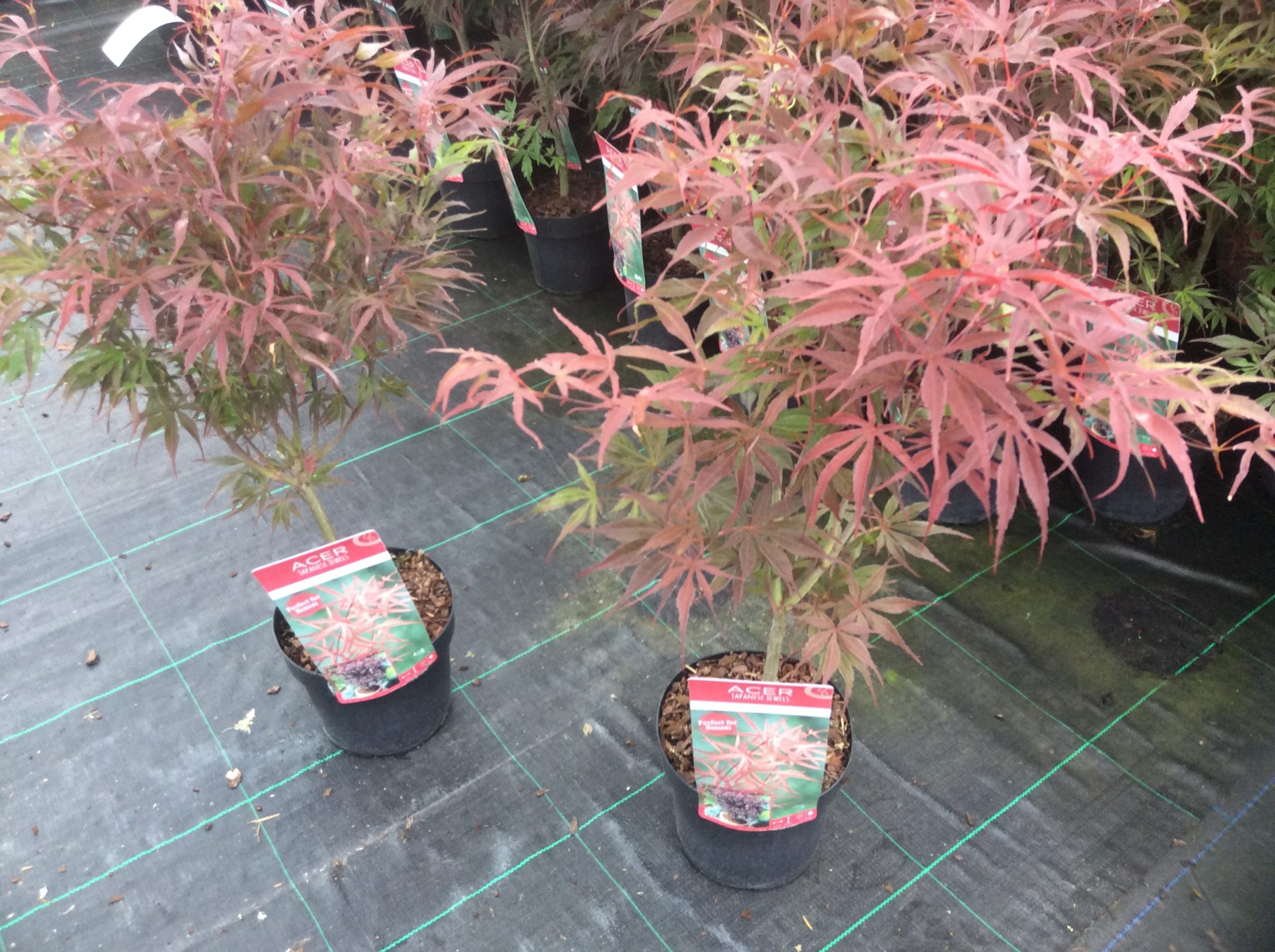 Acer palmatum 'Peve Dave'19cm pot £39.99 Japanese Maple dwarf Acer ...