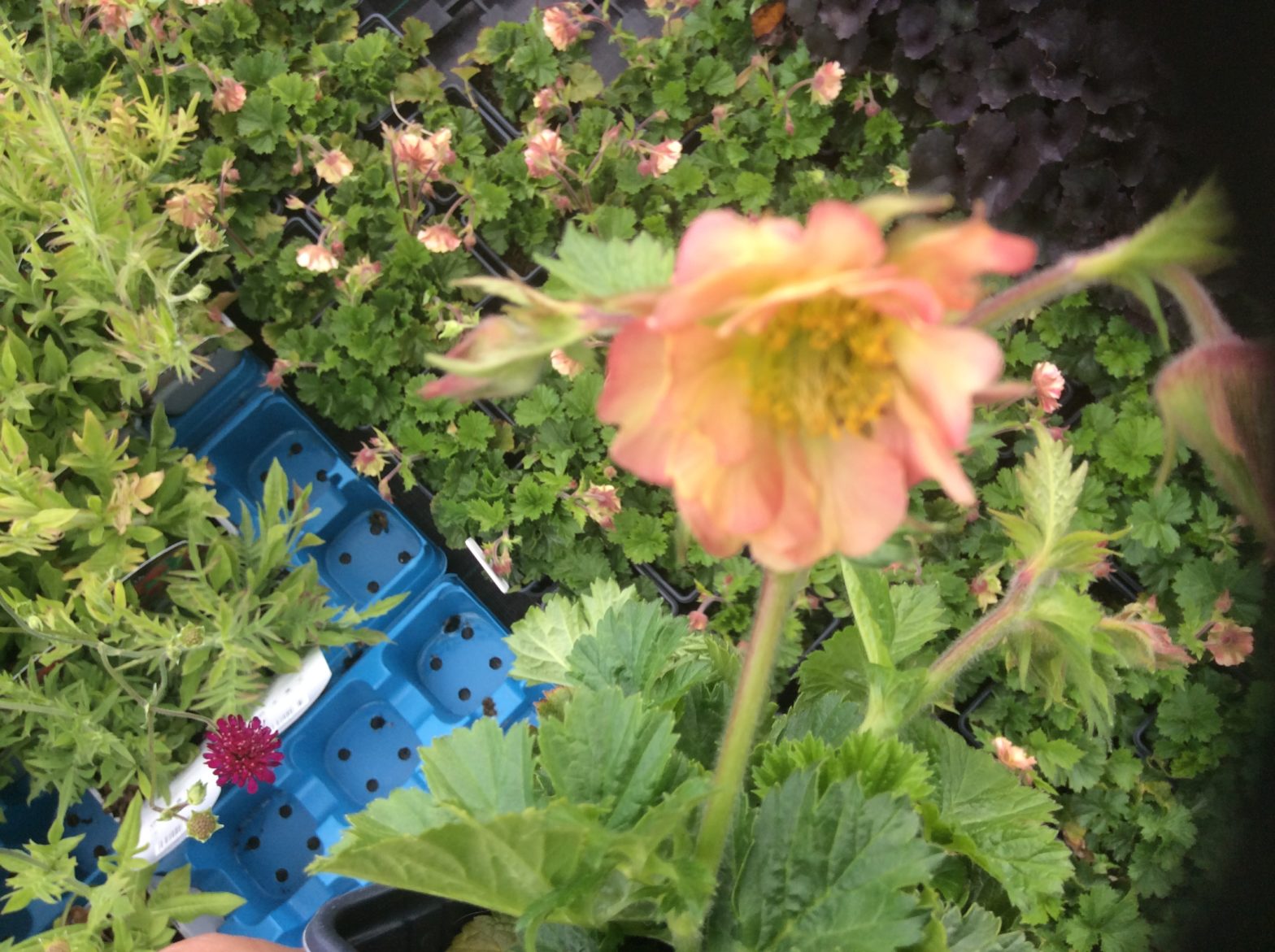 Geum Pretticoats™ Peach Pretticoats™ Series Ruffled butter-yellow ...