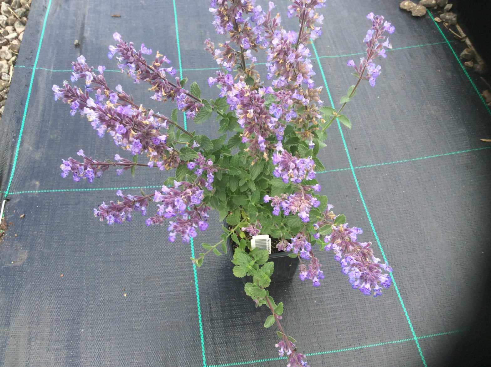 Nepeta faassenii 'Purrsian Blue'garden catmint 'Purrsian Blue'3 x 9cm ...