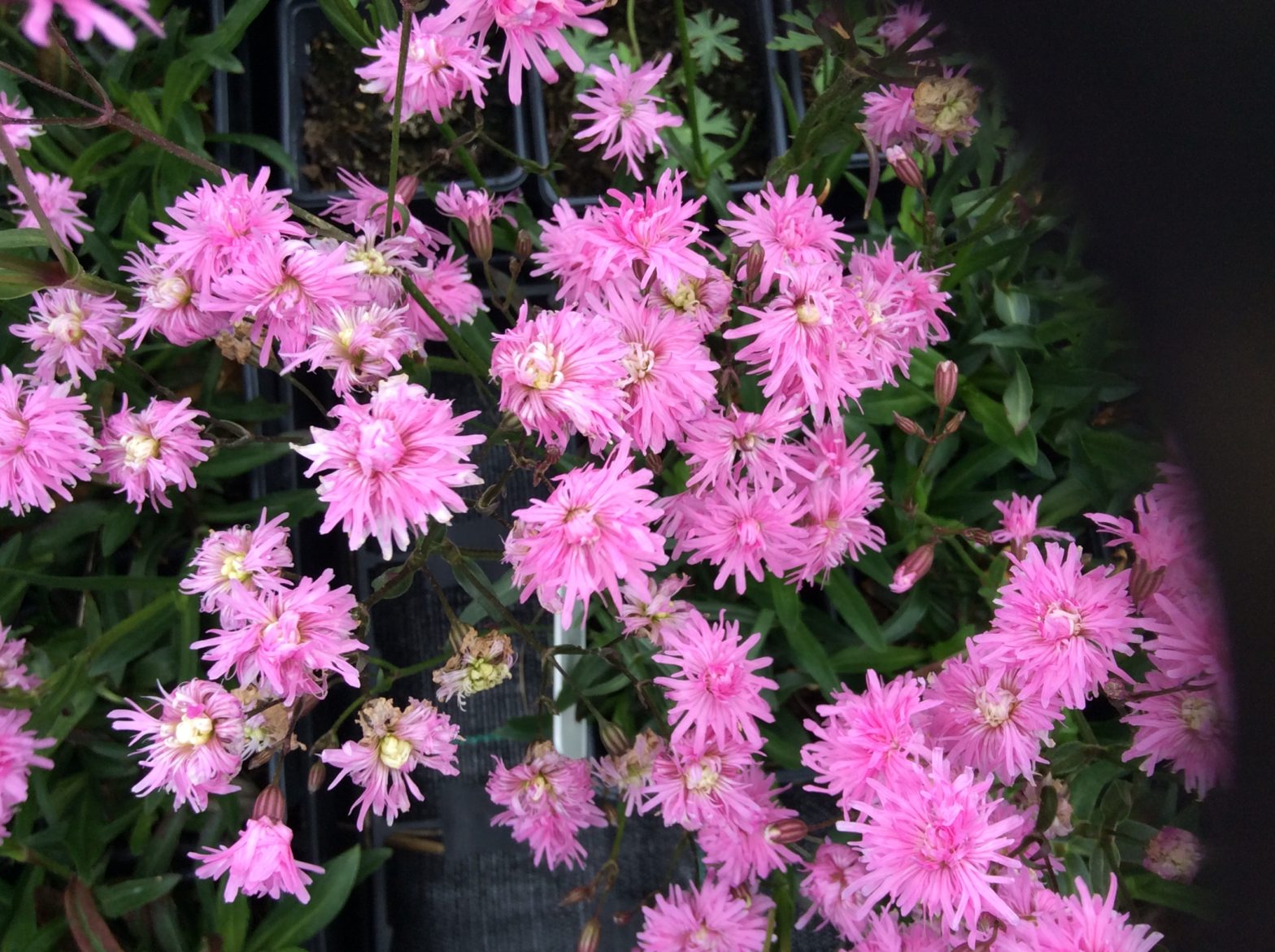 Lychnis flos-cuculi Petite Jenny Double pink shaggy flowers 1X 14cm £10 ...