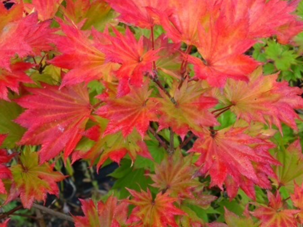 Acer aureum 19cm pot.BRIGHT YELLOW LEAF. DWARF MAPLE.GARDEN OR POTS.£35 ...