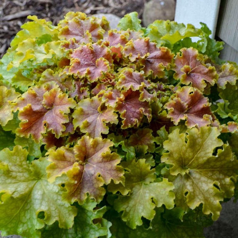 Heuchera 'Caramel.leaves. These emerge in shades of pale red and ...