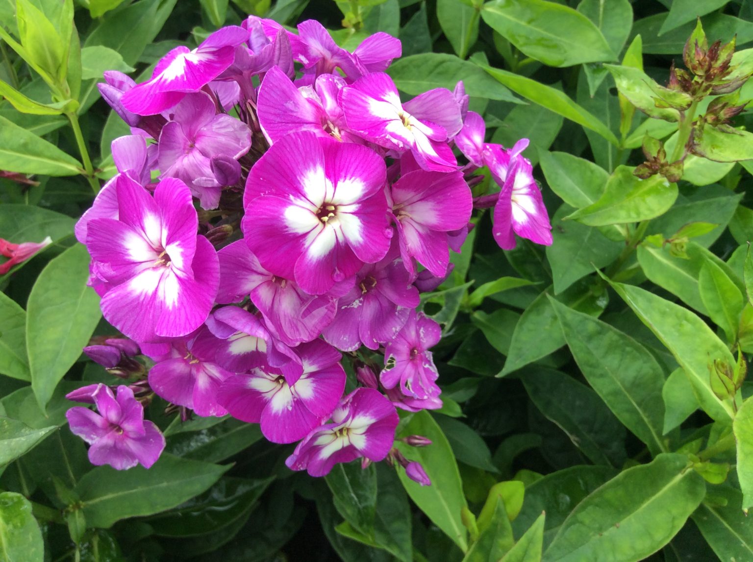 Phlox paniculata ‘Laura ’large, fragrant, lavender-pink flowers,2x 13cm ...