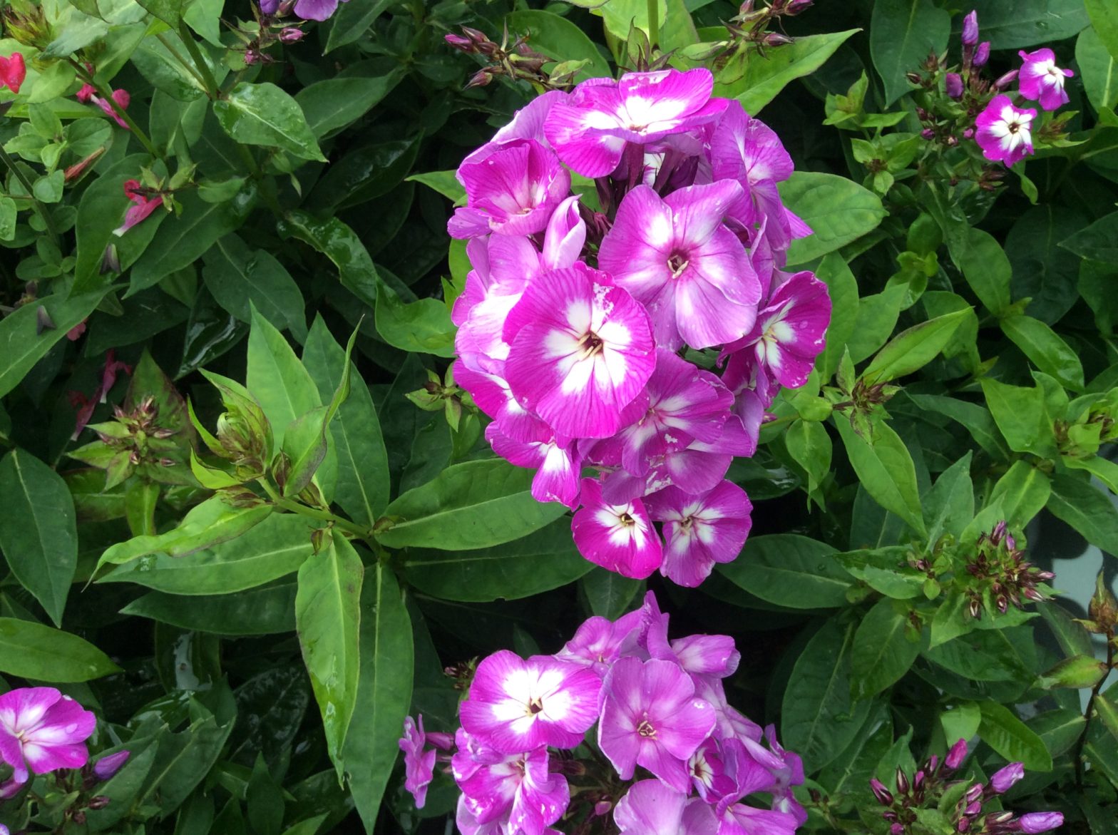 Phlox paniculata ‘Laura ’large, fragrant, lavender-pink flowers,2x 13cm ...