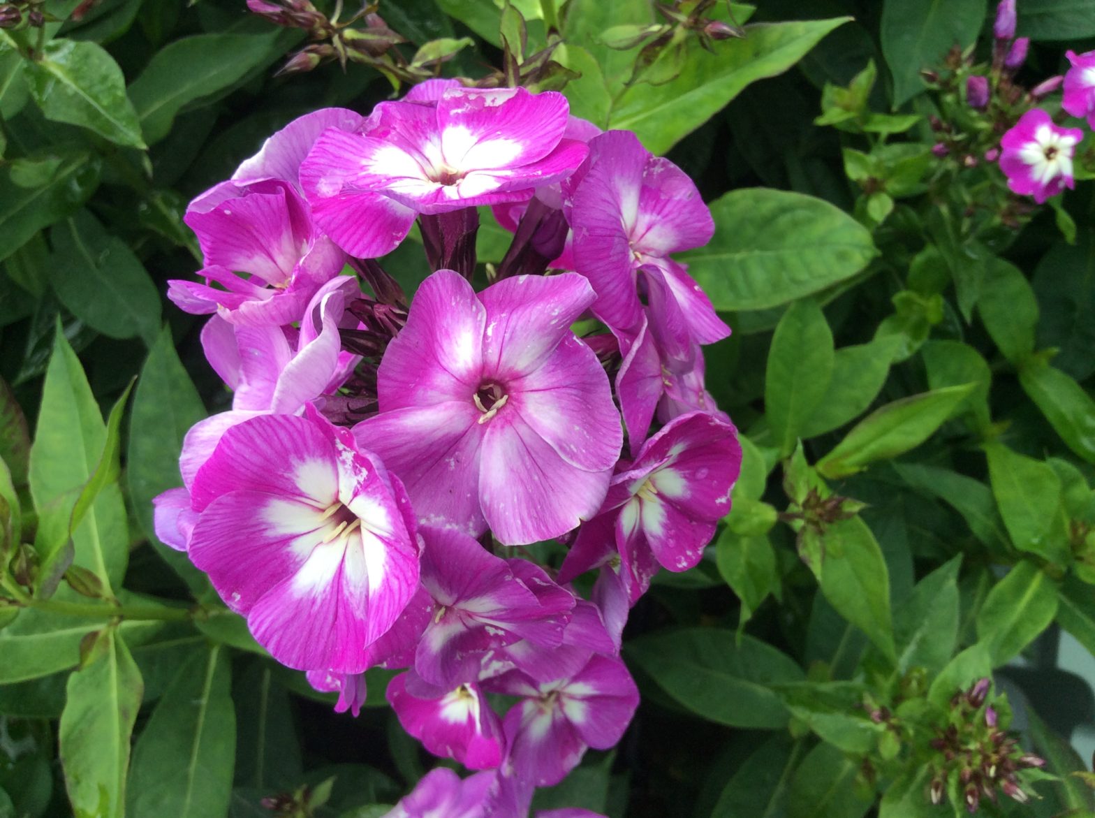 Phlox paniculata ‘Laura ’large, fragrant, lavender-pink flowers,2x 13cm ...