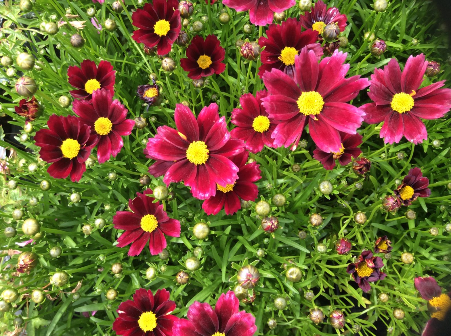 Coreopsis 'Red Elf. Cut foliage. Dark red daisy flowers with a yellow ...