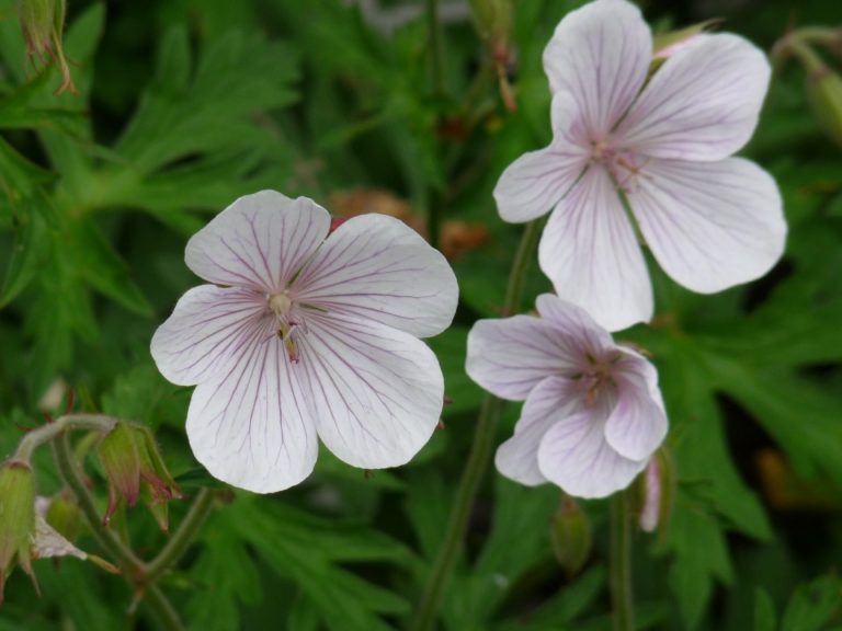 Geranium clarkei 'Kashmir White' cranesbill. Hardy herbaceous plant ...