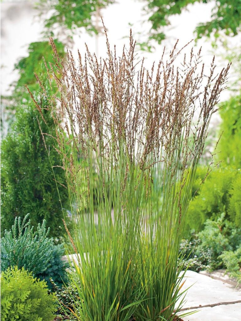 ornamental grass Molina caerulea 'Heidezwerg' 2 X17cm pot clump forming ...
