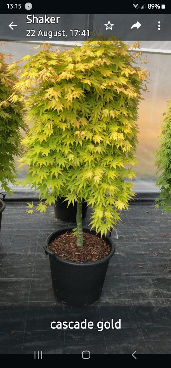 Acer palmatum Cascade Gold - Golden Foliage Weeping Waterfall Japanese ...