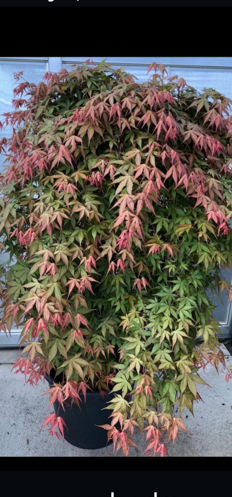 Acer palmatum 'Cascade Ruby, WEEPING ACER. Dwarf Tree. - Broadway Road ...